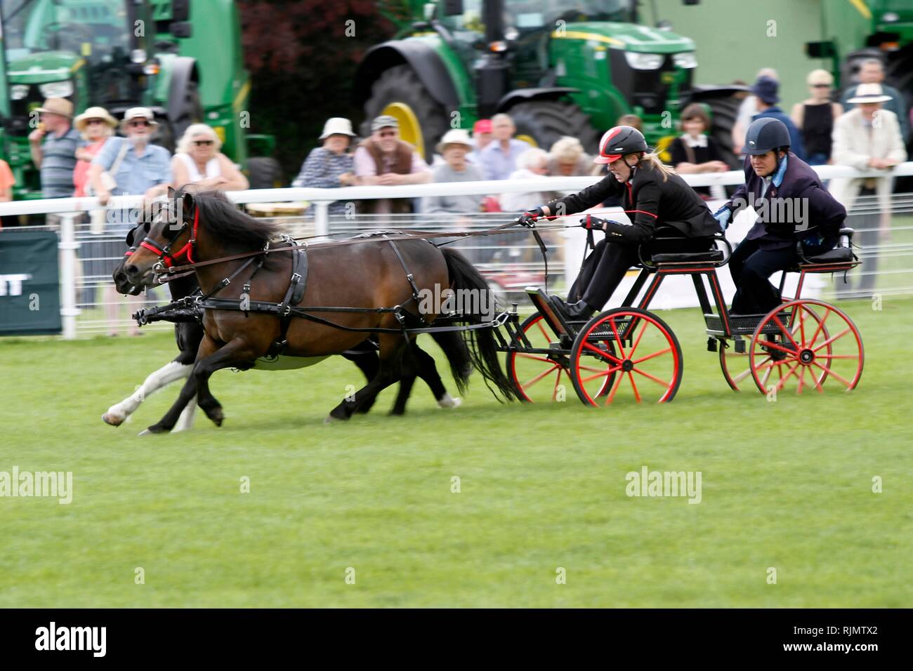 Fast and agile ponies and drivers competing in the Double Harness ...