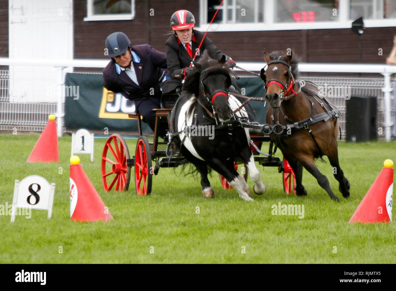 Fast and agile ponies and drivers competing in the Double Harness ...