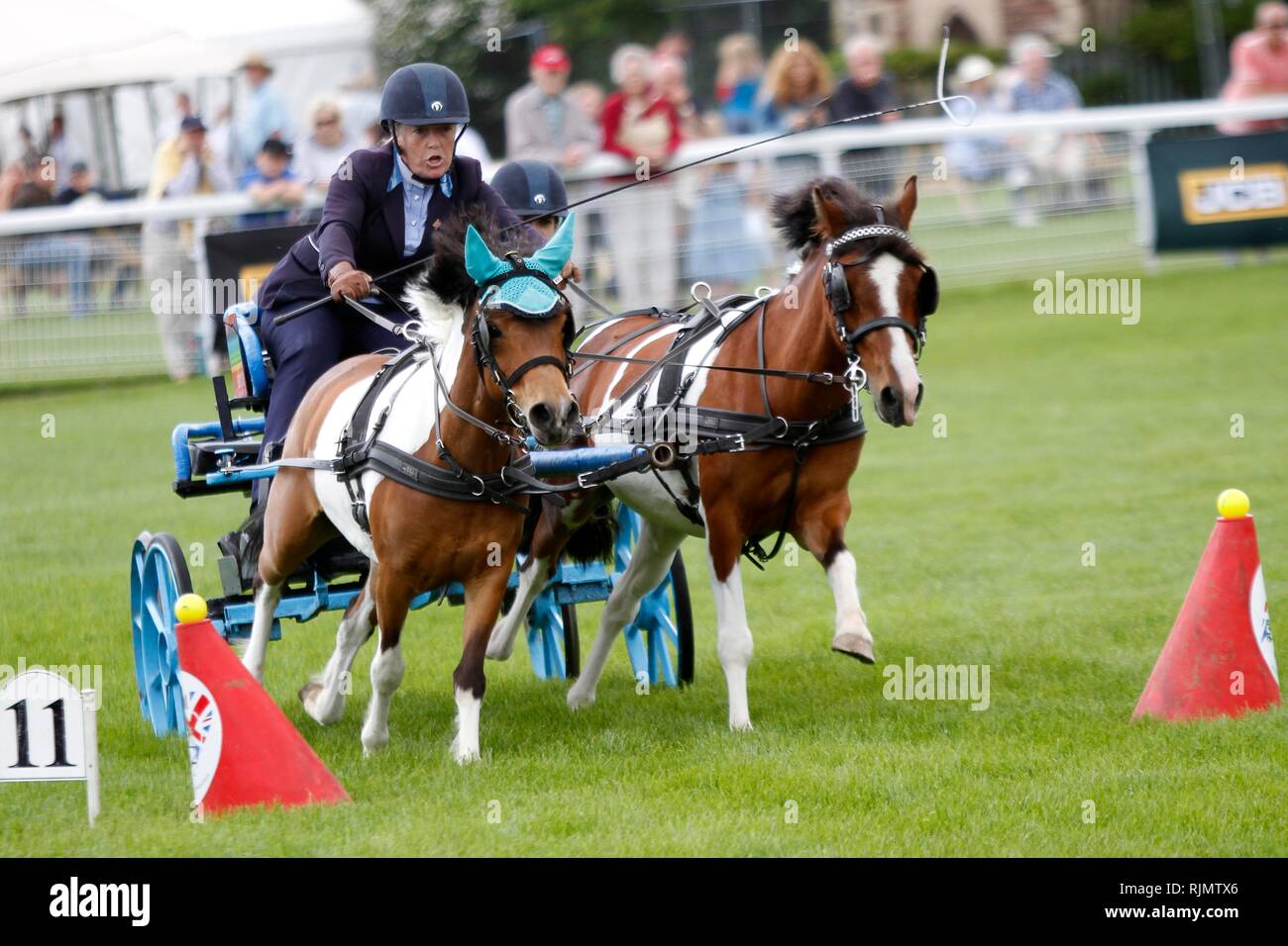 Fast and agile ponies and drivers competing in the Double Harness ...