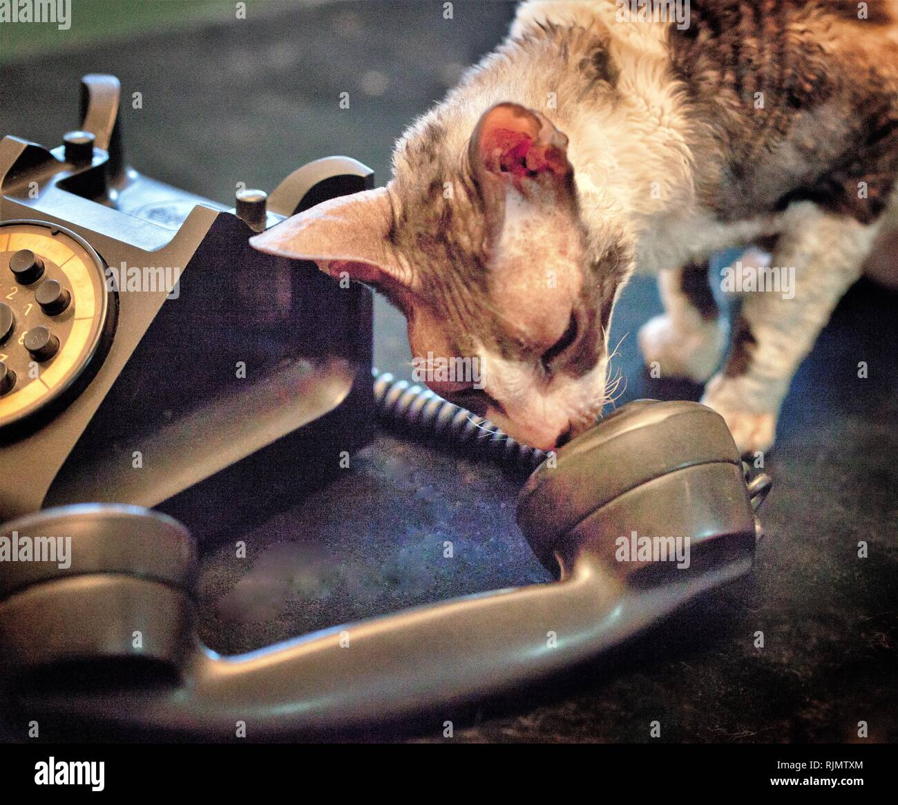 Talking tom cat hi-res stock photography and images - Alamy