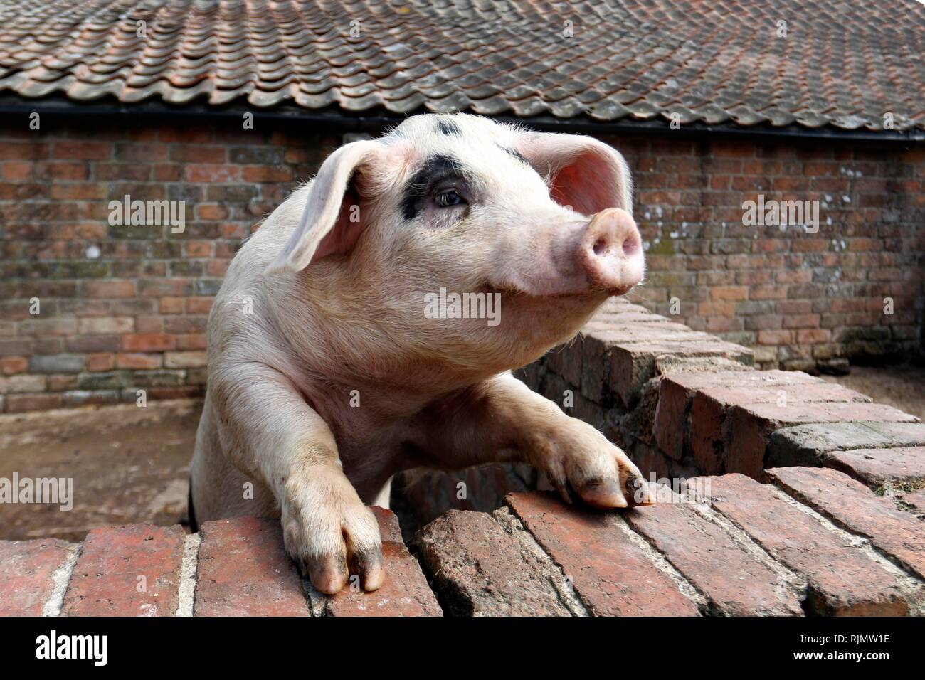 Gloucestershire old spots pig hi-res stock photography and images - Alamy