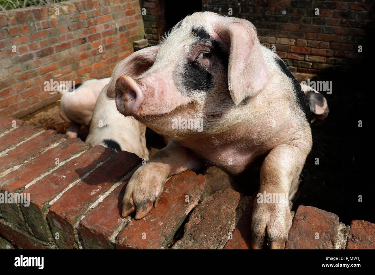 Gloucester Old Spot pig, at Wick Court, which is run by Farms for City ...