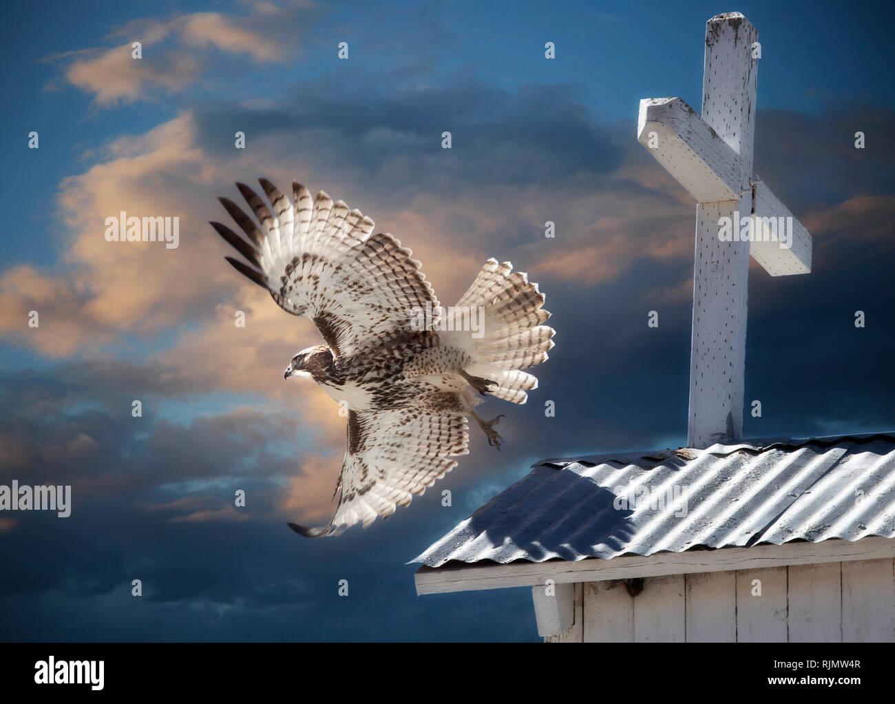Real wild Hawk taking off in New Mexico, taking flight from old ...