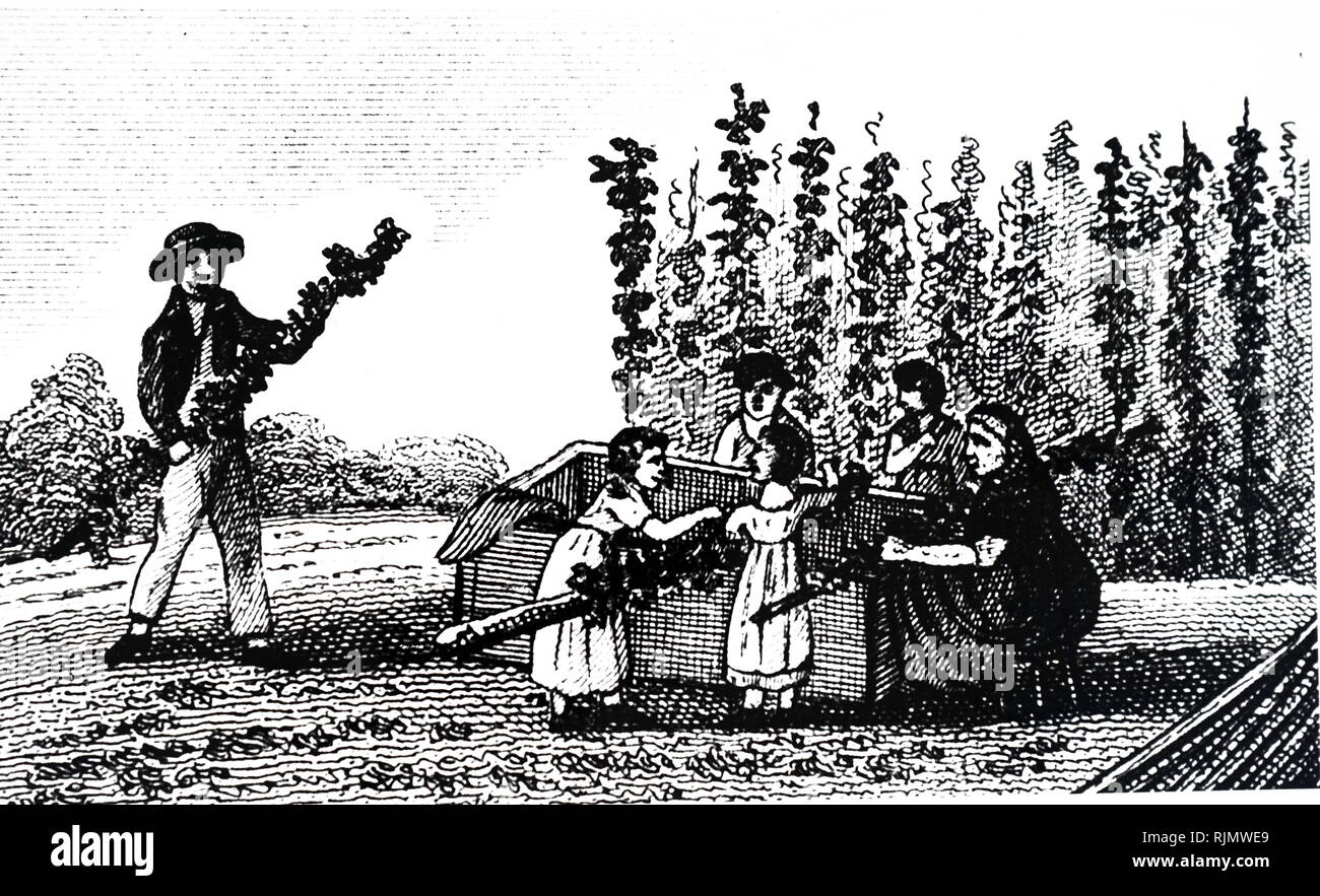 Hop picking kent hi-res stock photography and images - Alamy