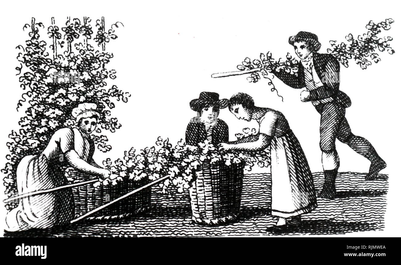 An engraving depicting workers hop picking in Kent. 1825 Stock Photo ...