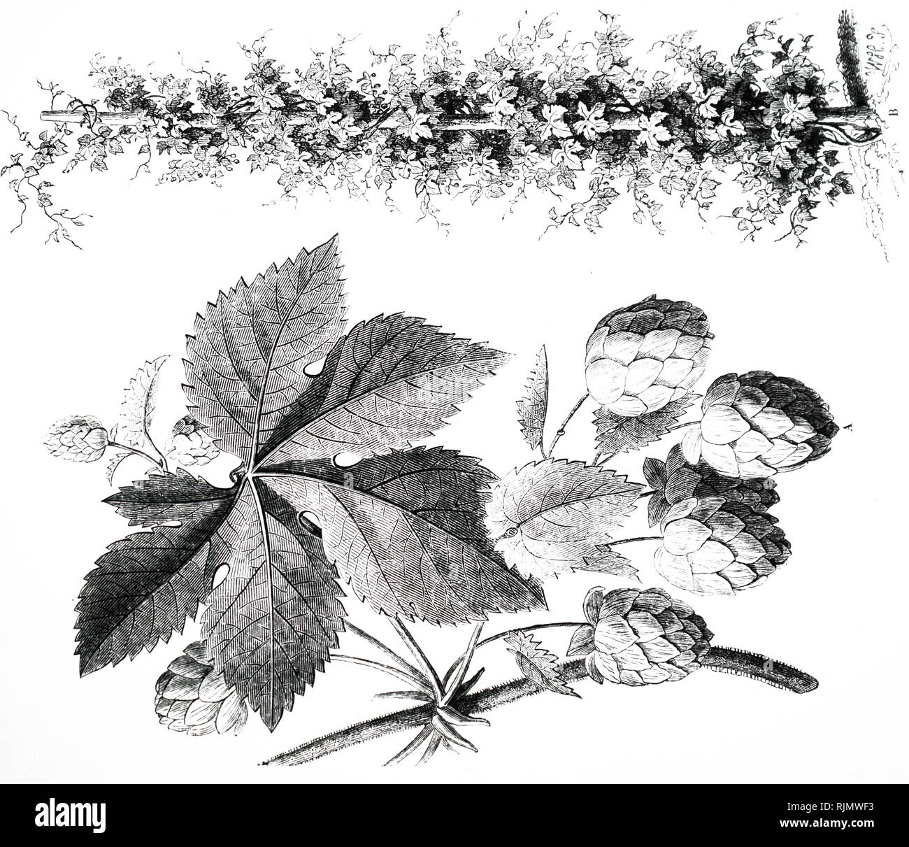 An engraving depicting a specimens of hops, Dated 19th century Stock ...