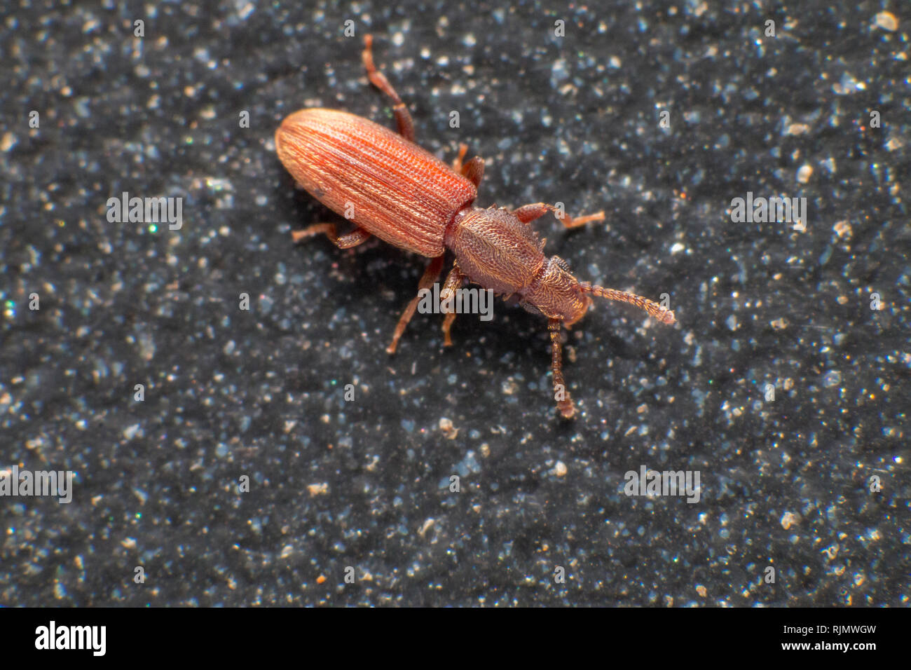 Merchant grain beetle in grey background view from top macro closeup ...