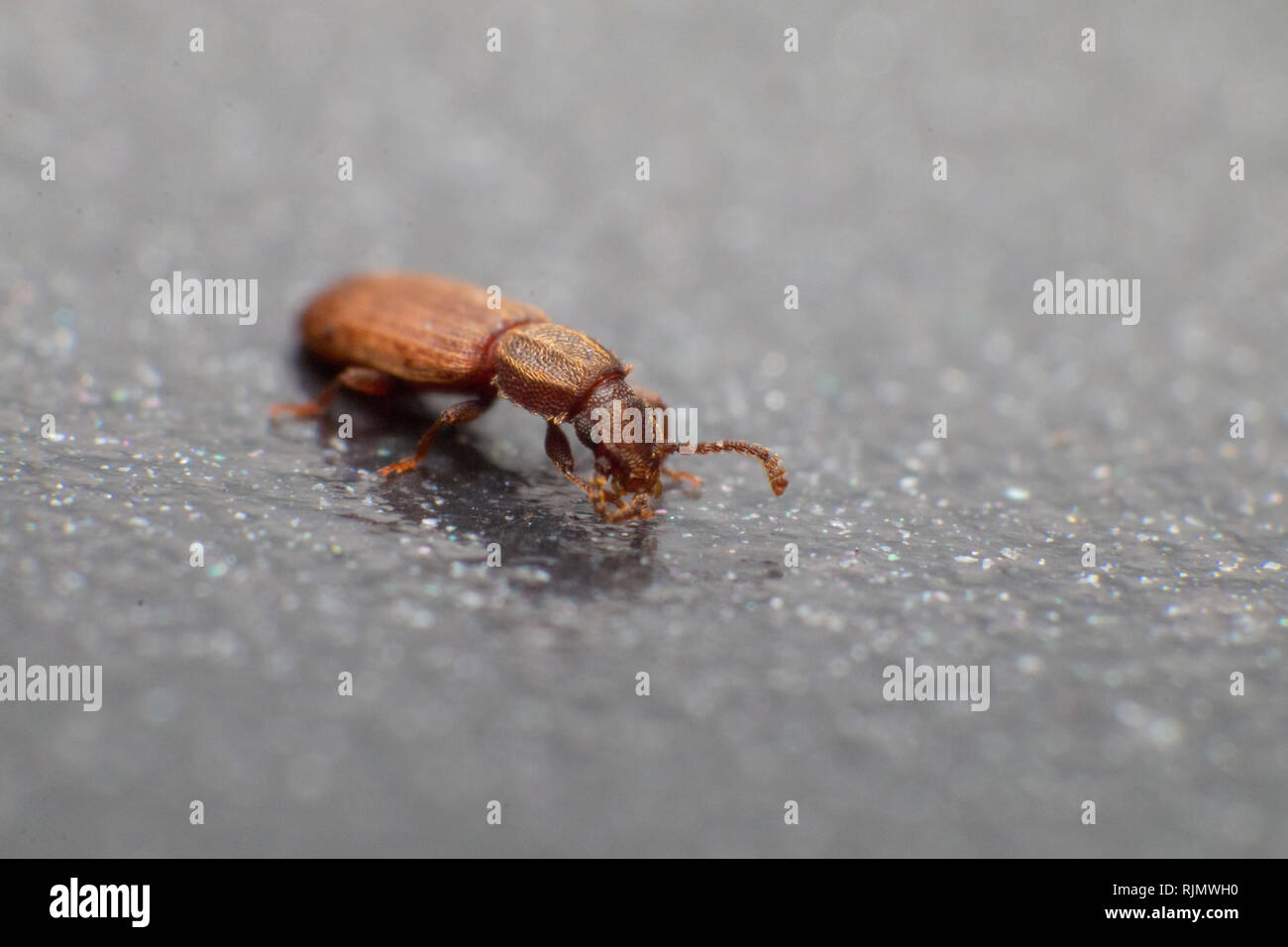 Merchant grain beetle in grey background view from side macro closeup ...