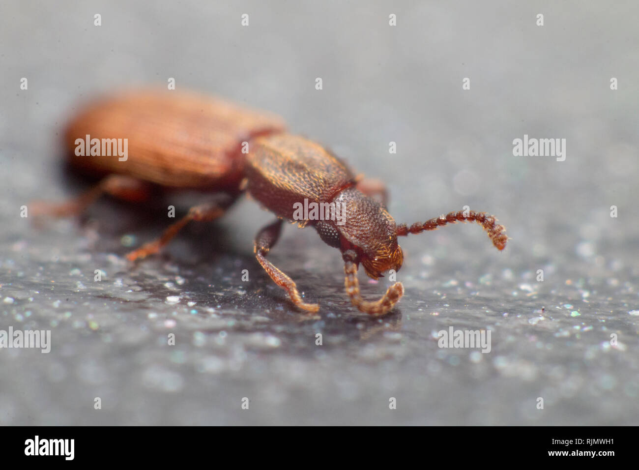 Merchant grain beetle in grey background view from side macro closeup ...