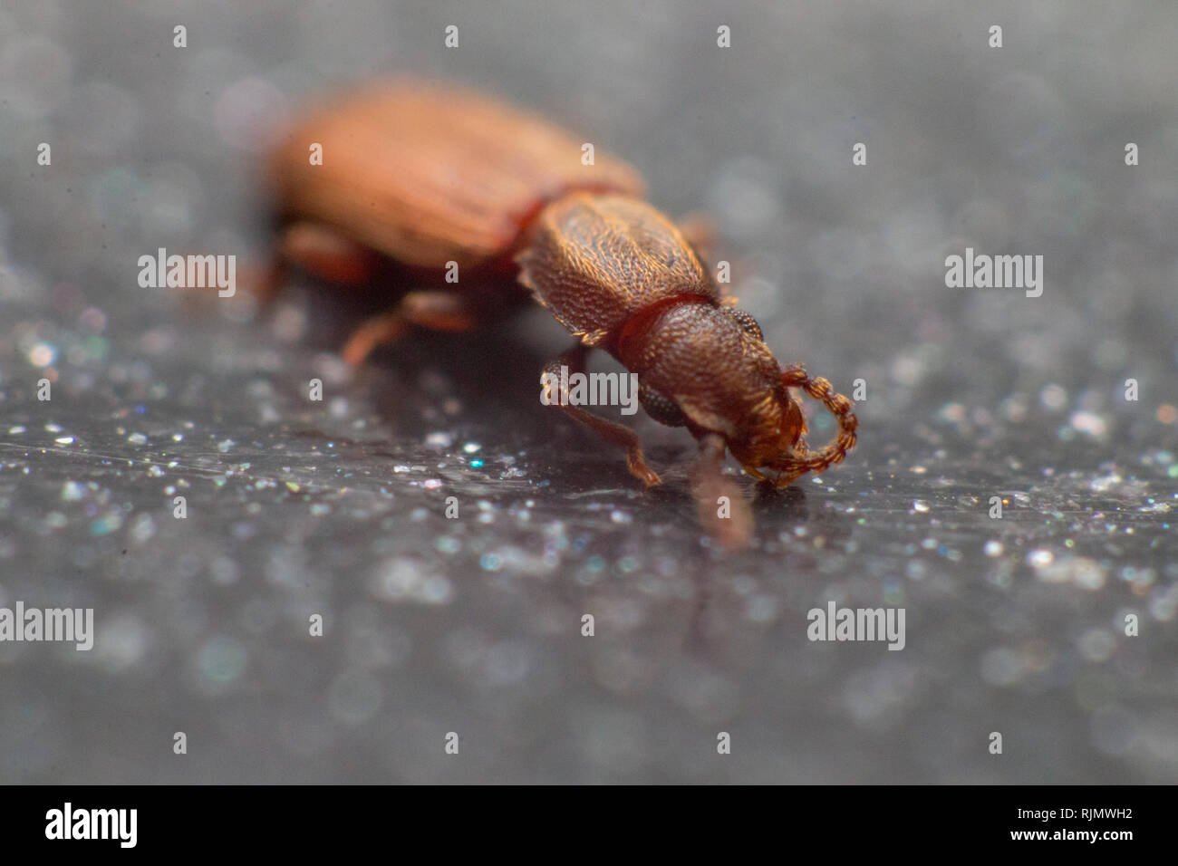 Merchant grain beetle in grey background view from side macro closeup ...