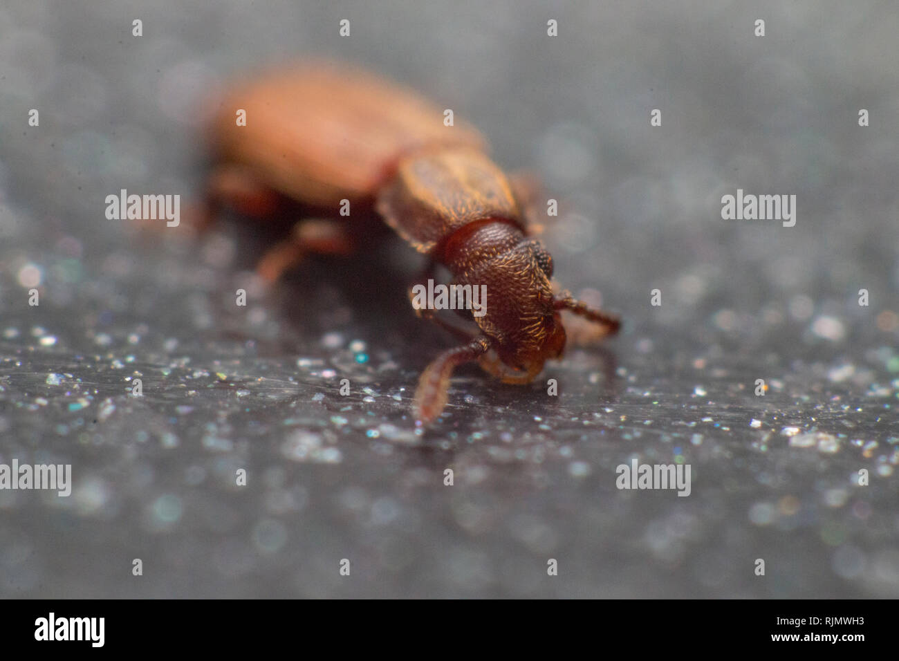 Merchant grain beetle in grey background view from side macro closeup ...