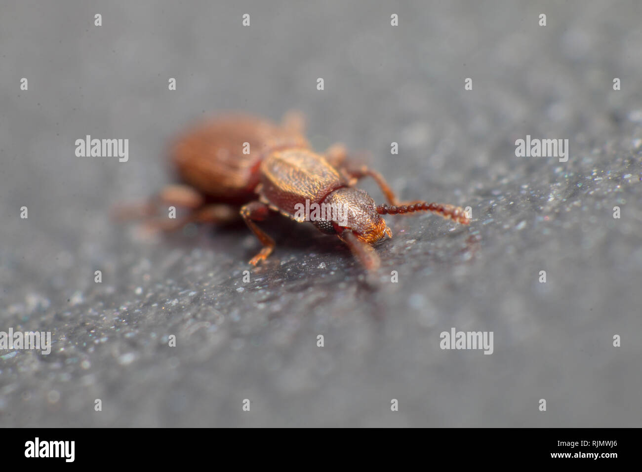 Merchant grain beetle in grey background view from side macro closeup ...
