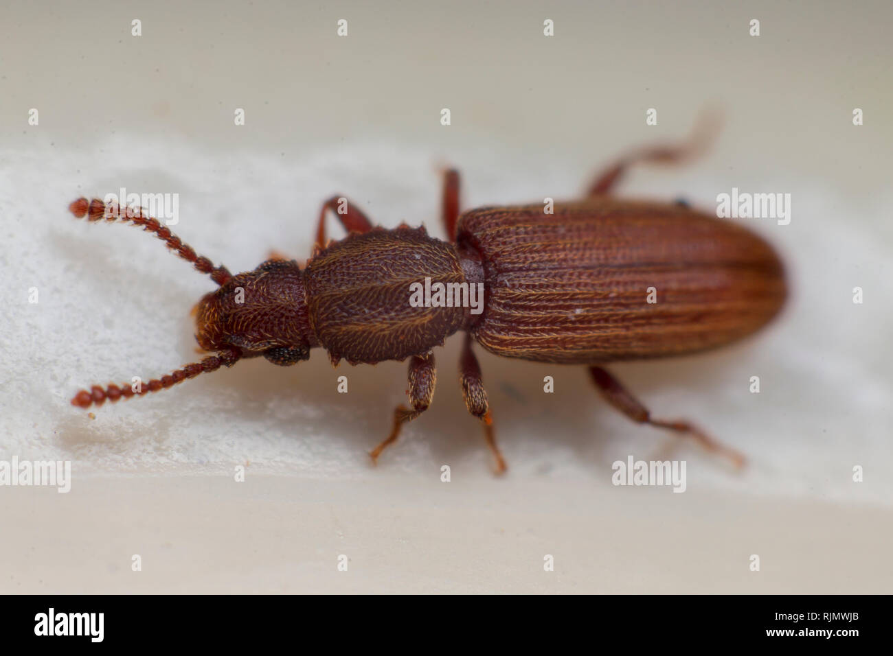 Merchant grain beetle in grey white view from top macro closeup ...