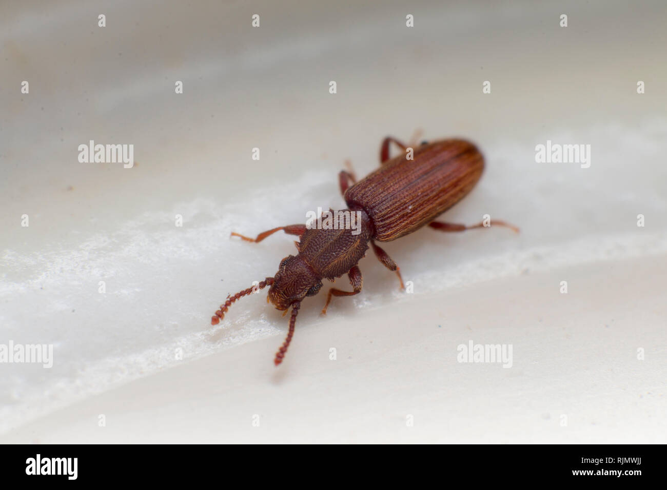 Merchant grain beetle in grey white view from side macro closeup ...
