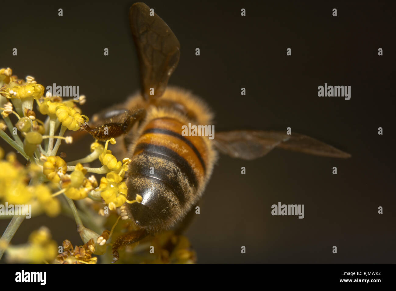 Tail of a honey bee with transparent wings Stock Photo - Alamy