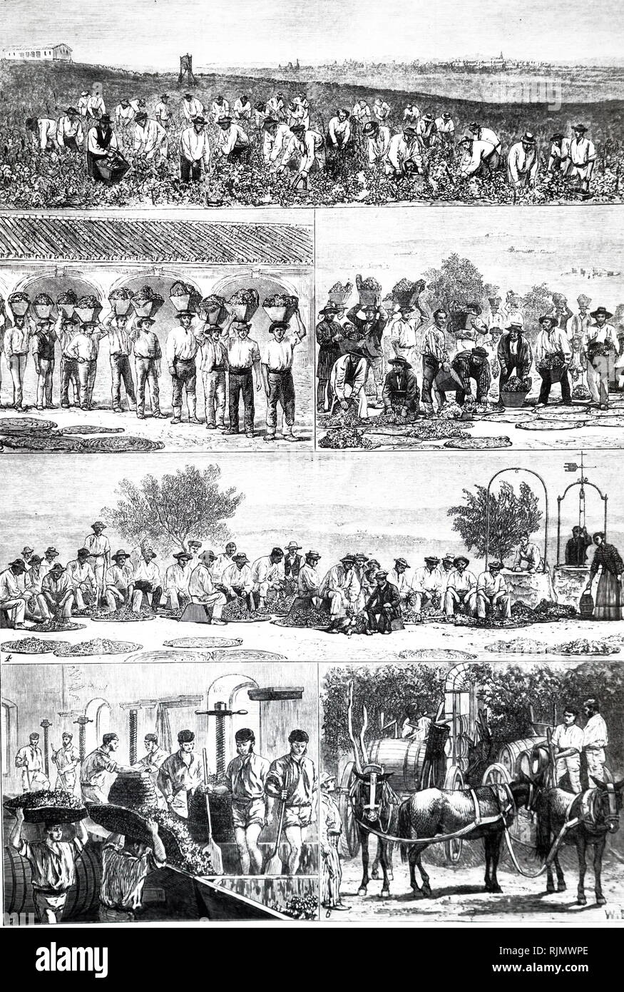 Engraving sherry production in cerro de obregon vineyard hi-res stock ...