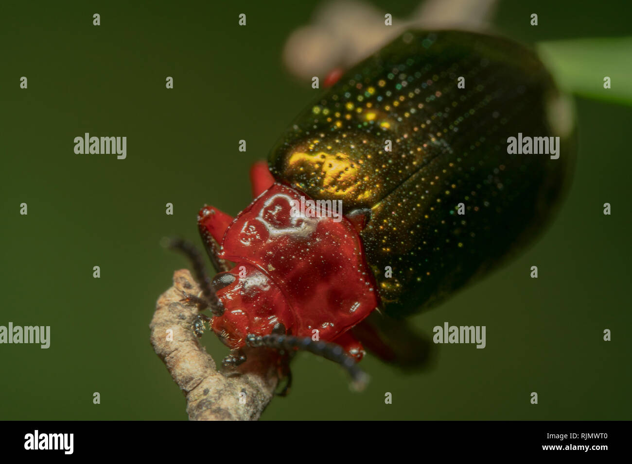 Orange/Red Narrow neck beetle crawling on a stick with its antenna ...