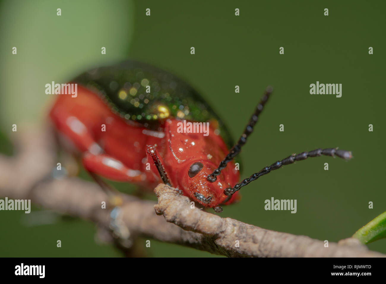 Orange/Red Narrow neck beetle crawling on a diagonal stick with its ...