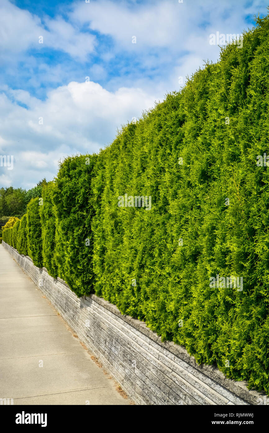 Long green hedge on land terrace along concrete sidewalk on sky ...