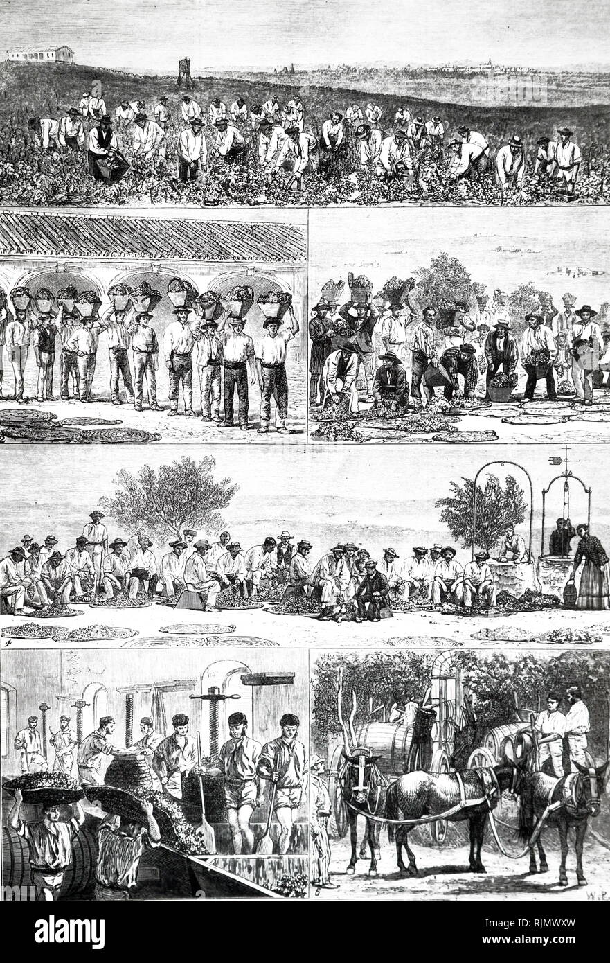 In cerro de obregon vineyard hi-res stock photography and images - Alamy