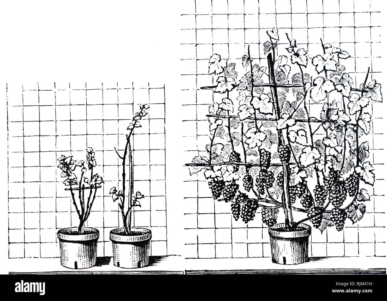 Vines illustration hi-res stock photography and images - Alamy