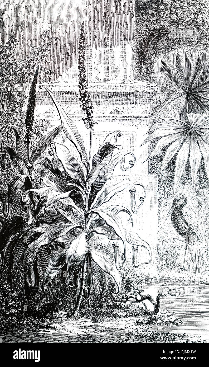 An engraving depicting Pitcher-plant; a variety of insect-eating plant ...
