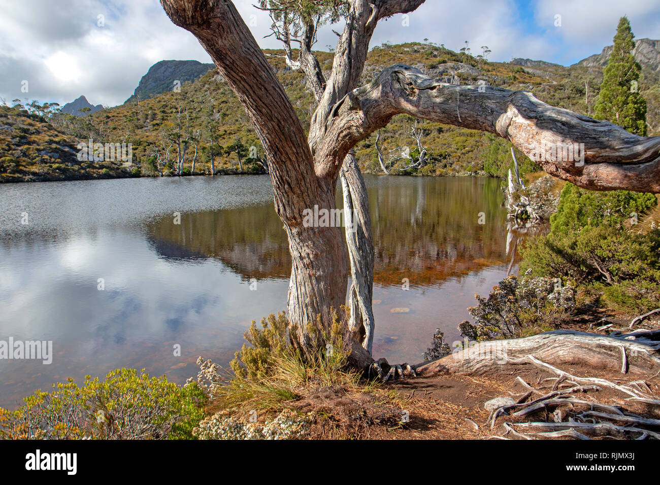 Wombat pool hi-res stock photography and images - Alamy