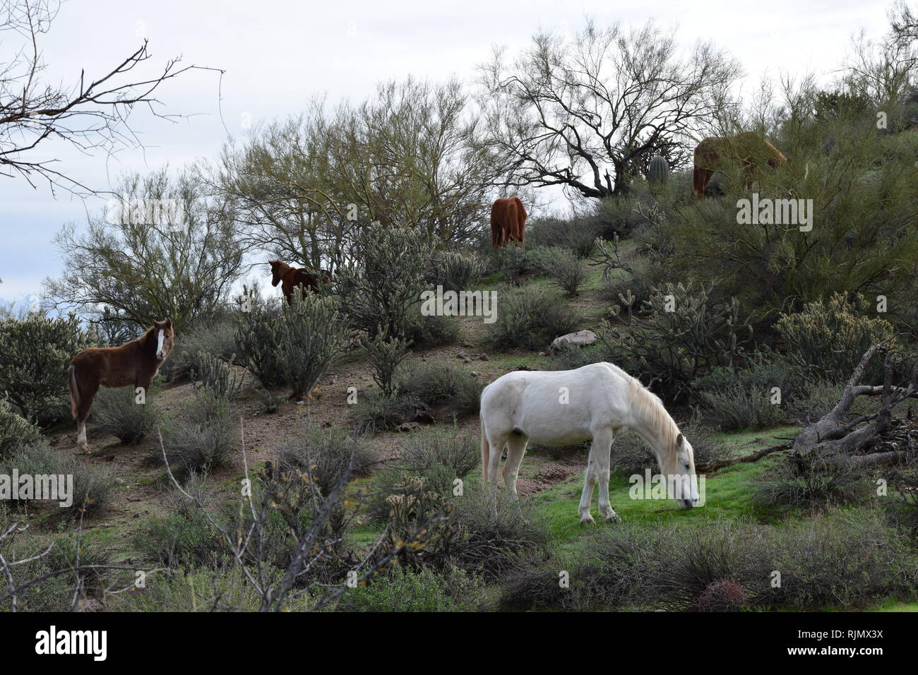 Wild horses along the Salt River near Phoenix, Arizona Stock Photo - Alamy