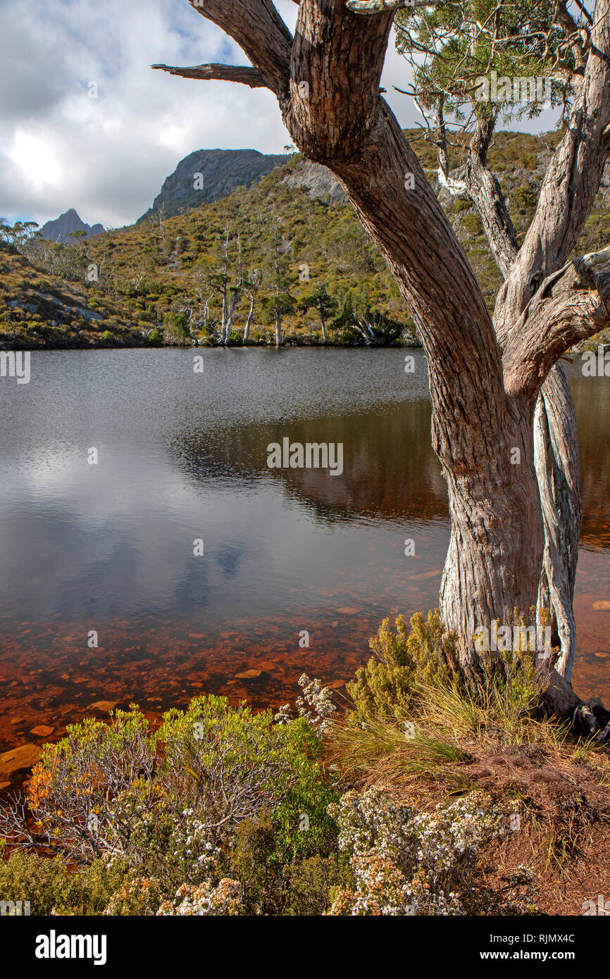 Wombat pool hi-res stock photography and images - Alamy