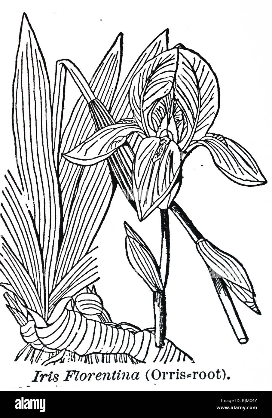 Orris root hi-res stock photography and images - Alamy