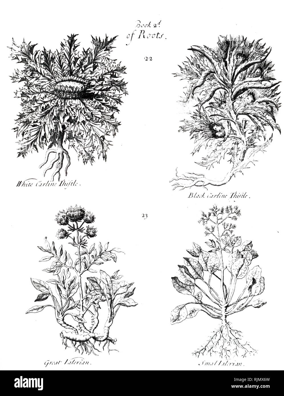 White caraline thistle hi-res stock photography and images - Alamy