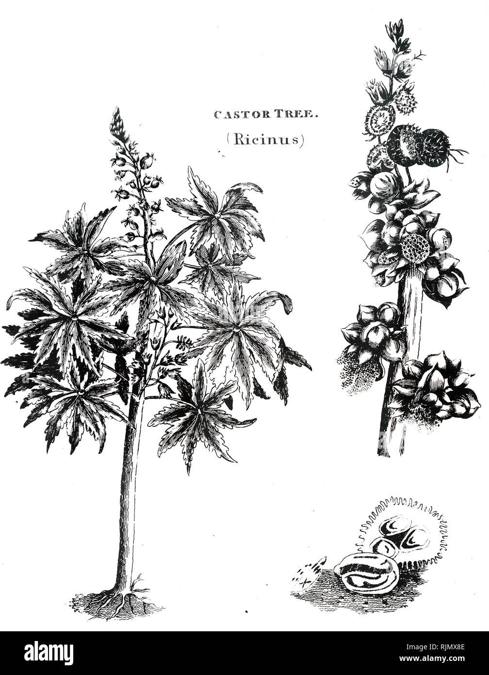 An engraving depicting Castor Oil Plant (Ricinus communis) From Simeon ...