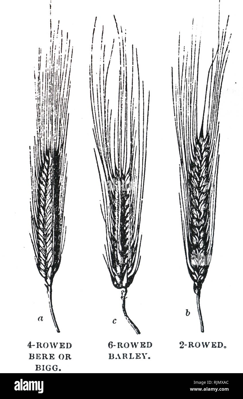 An engraving depicting Ears of Barley. Engraving published Edinburgh ...