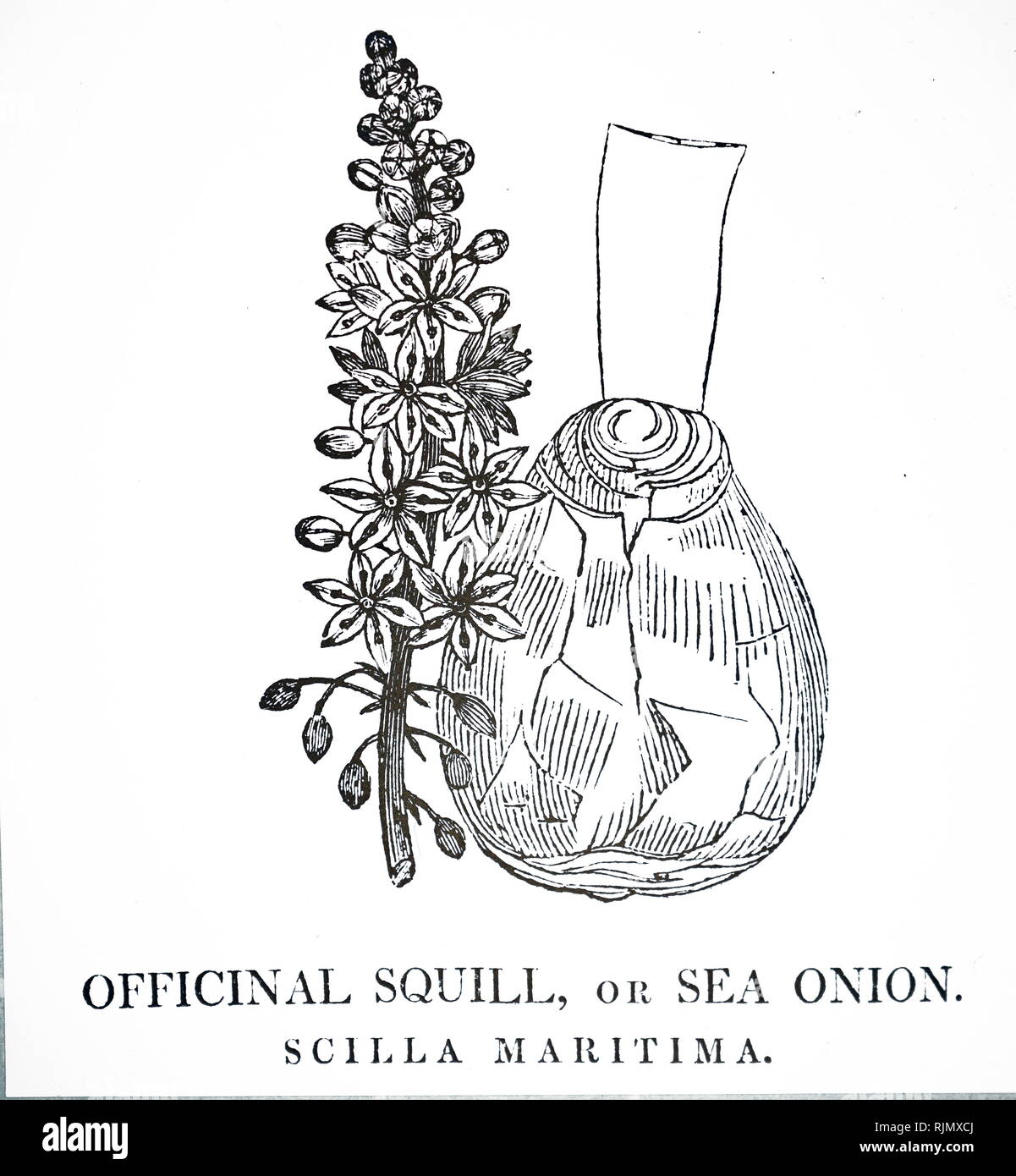 An engraving depicting Squill. From Robert John Thornton 'A New Family ...