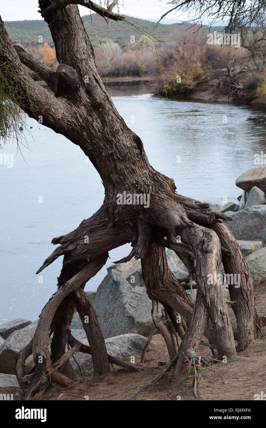 Water phoenix hi-res stock photography and images - Alamy