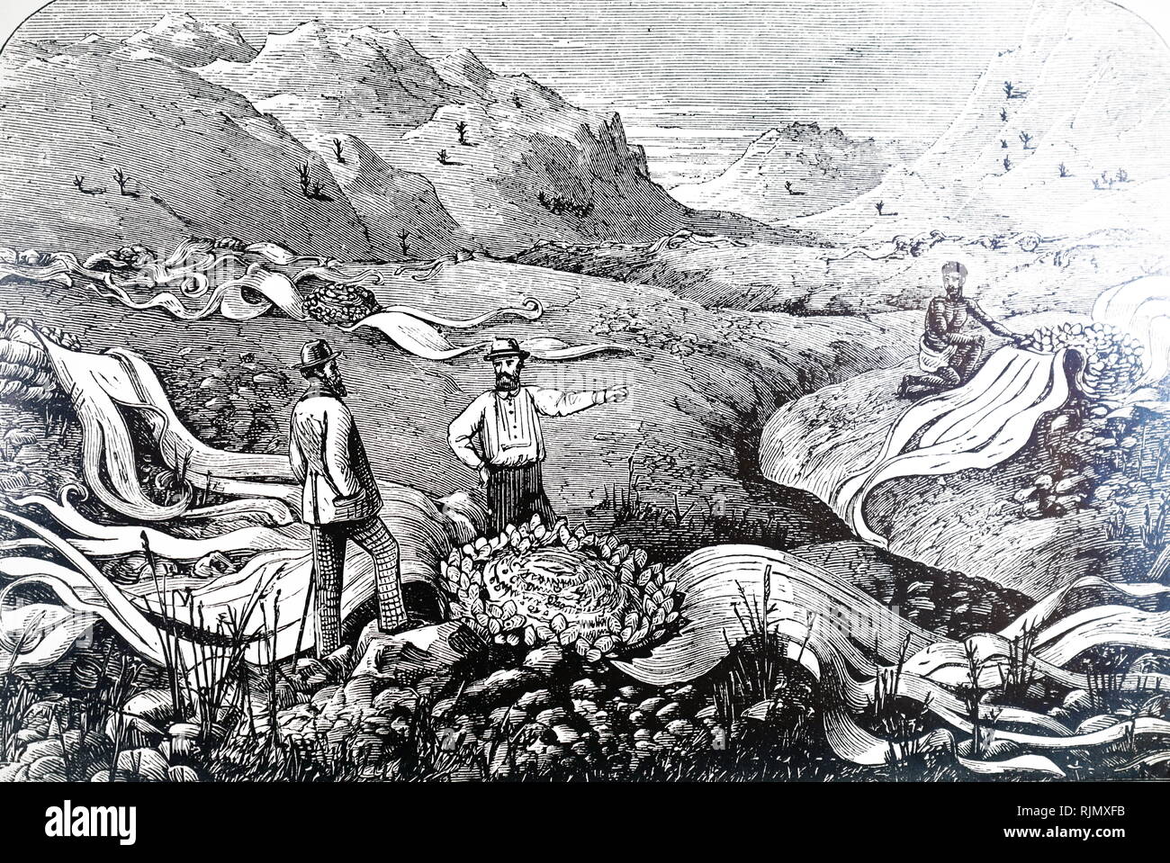 Monotypic genus hi-res stock photography and images - Alamy