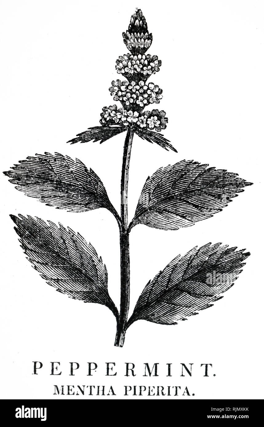 PEPPERMINT (Mentha piperata). Culinary flavouring and a medicinal ...