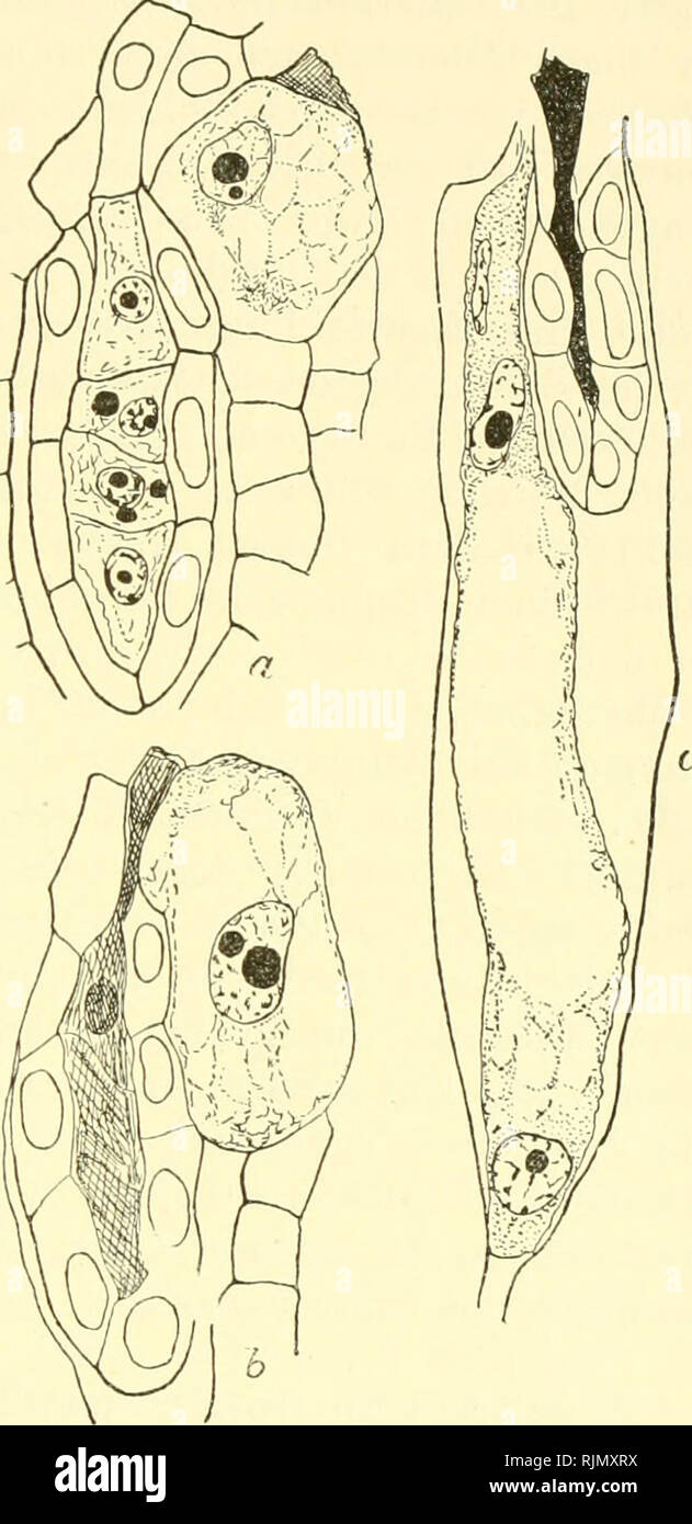 . Bastardierung als Ursache der Apogamie im Pflanzenreich. Eine ...