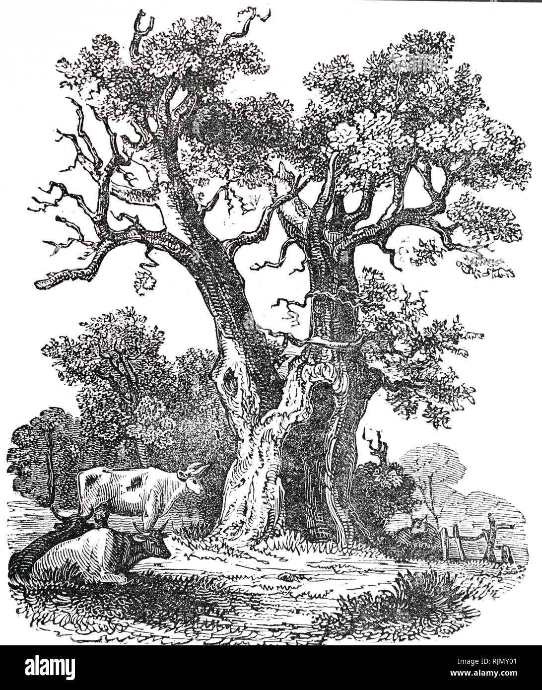 An engraving depicting The Gospel Oak, Stoneleigh, Warwickshire ...