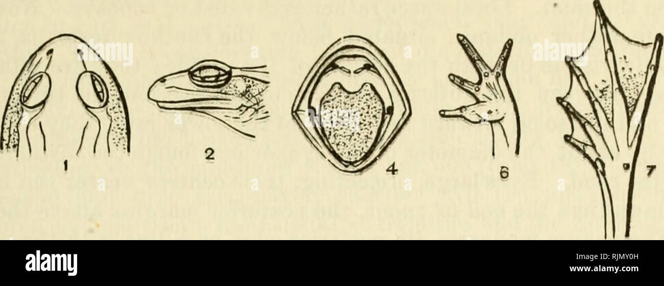 Ovis spec hi-res stock photography and images - Alamy