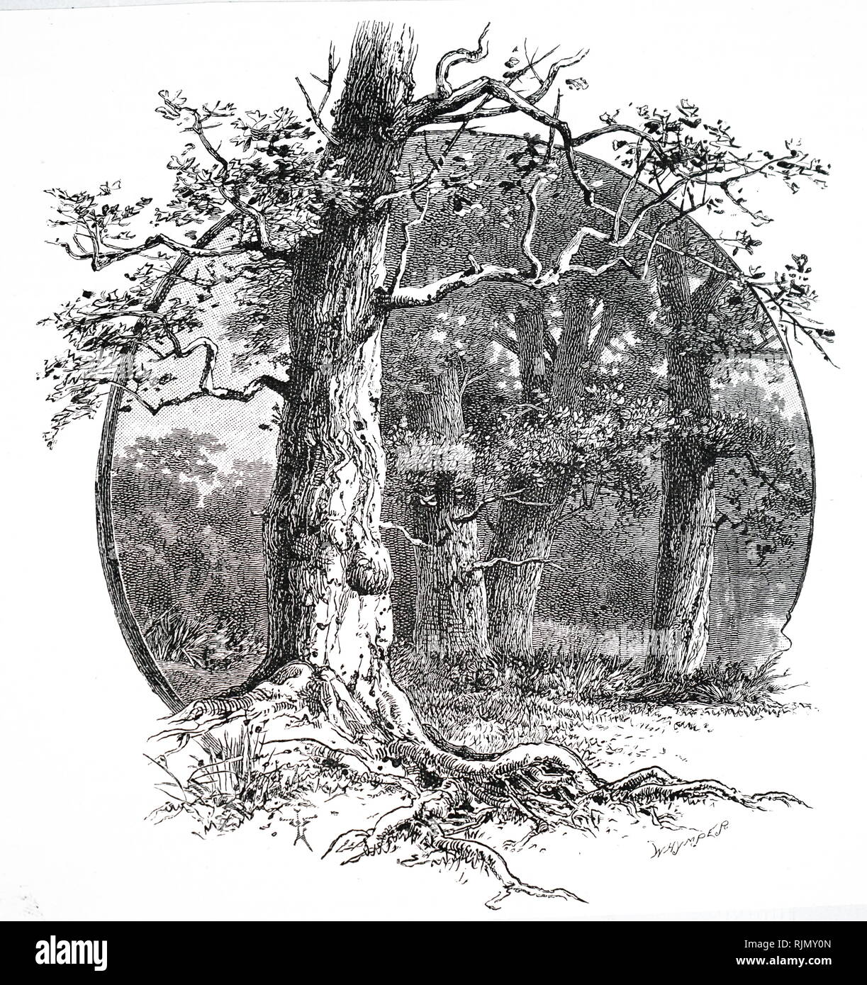 An engraving depicting OAKS in Sherwood Forest, England. 1890 Stock ...