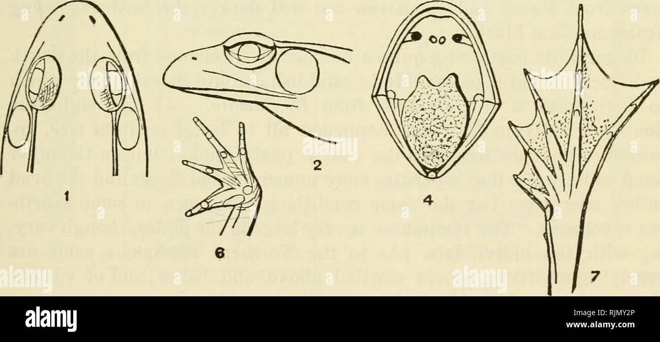 . The Batrachia of North America. Amphibians. THE BATRACHIA OF NORTH ...
