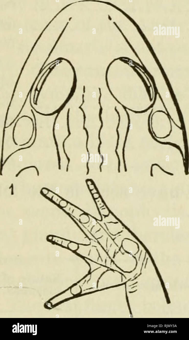 Dorsolateral fold hi-res stock photography and images - Alamy
