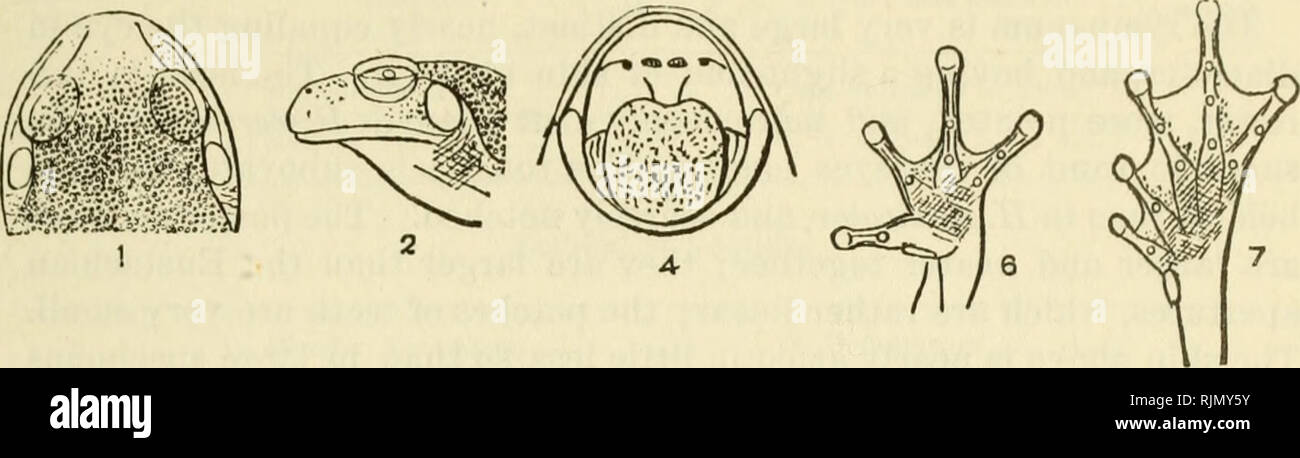. The Batrachia of North America. Amphibians. THE BATRACHIA OF NORTH ...
