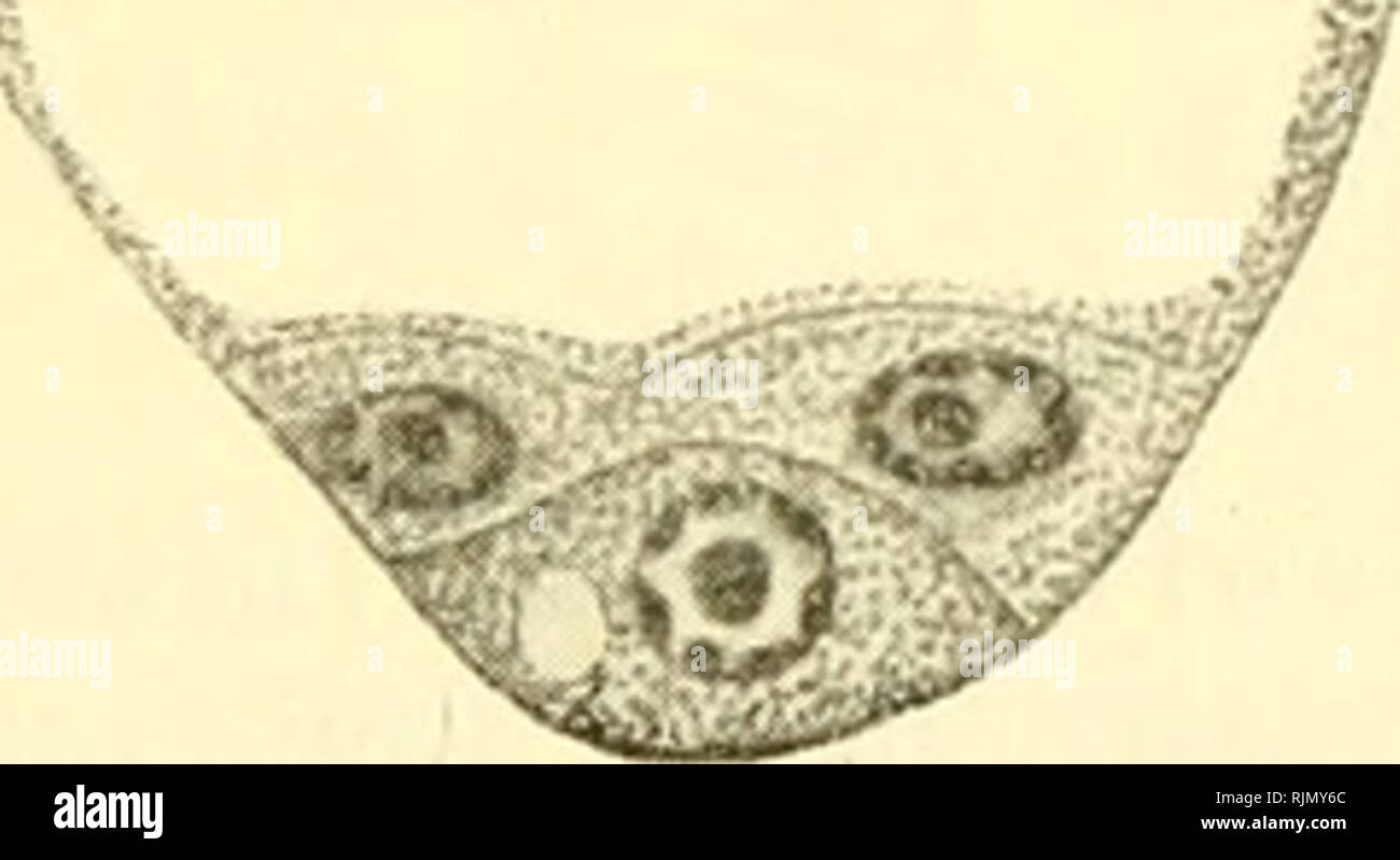 Embryo stadien hi-res stock photography and images - Alamy