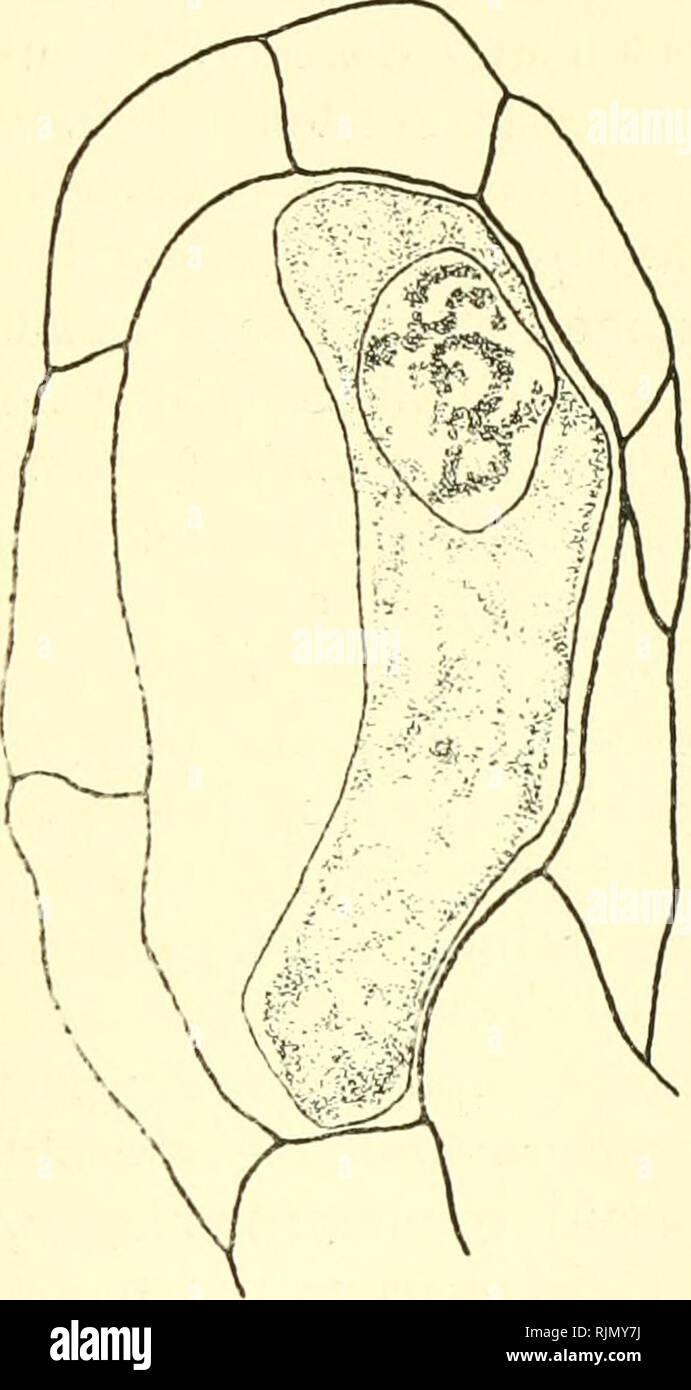 . Bastardierung als Ursache der Apogamie im Pflanzenreich. Eine ...