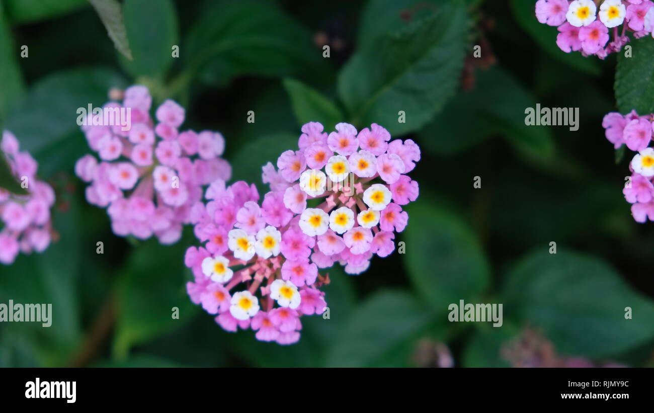 Scopello, Province of Trapani, Sicily. The scientific name of this ...
