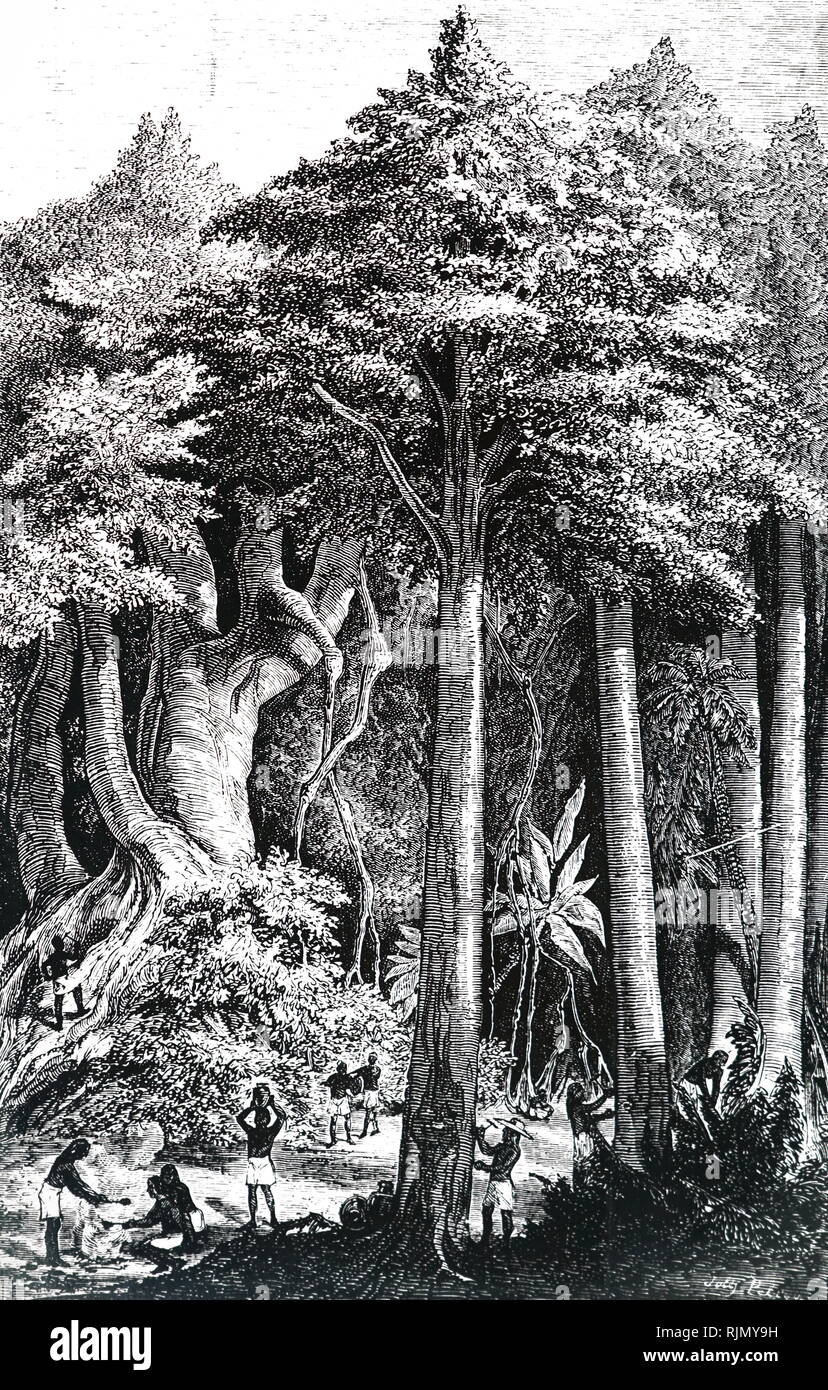 An engraving depicting the process of collecting sap from the rubber ...