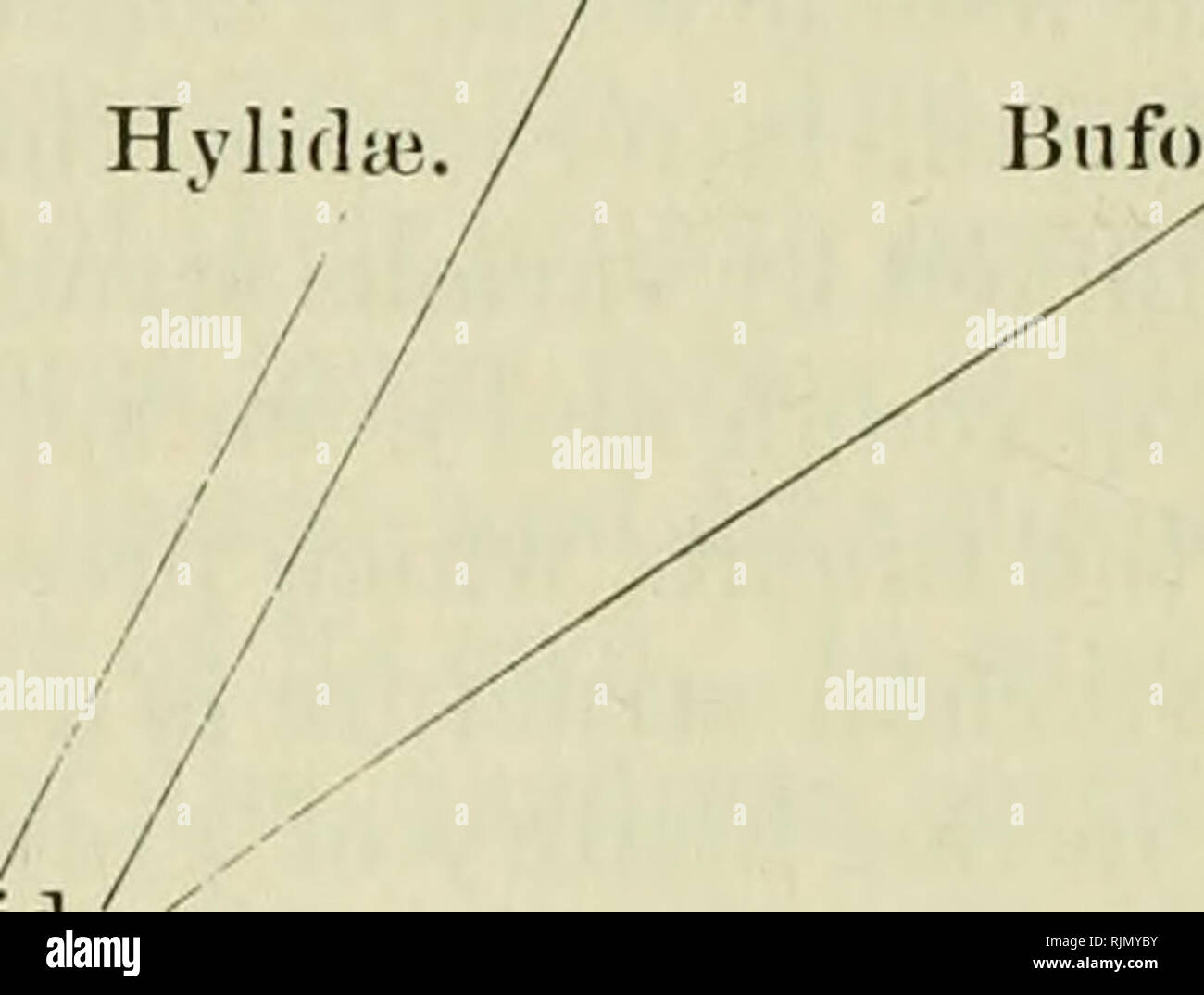 . The Batrachia of North America. Amphibians. Hvlidaj Pelodytida ...