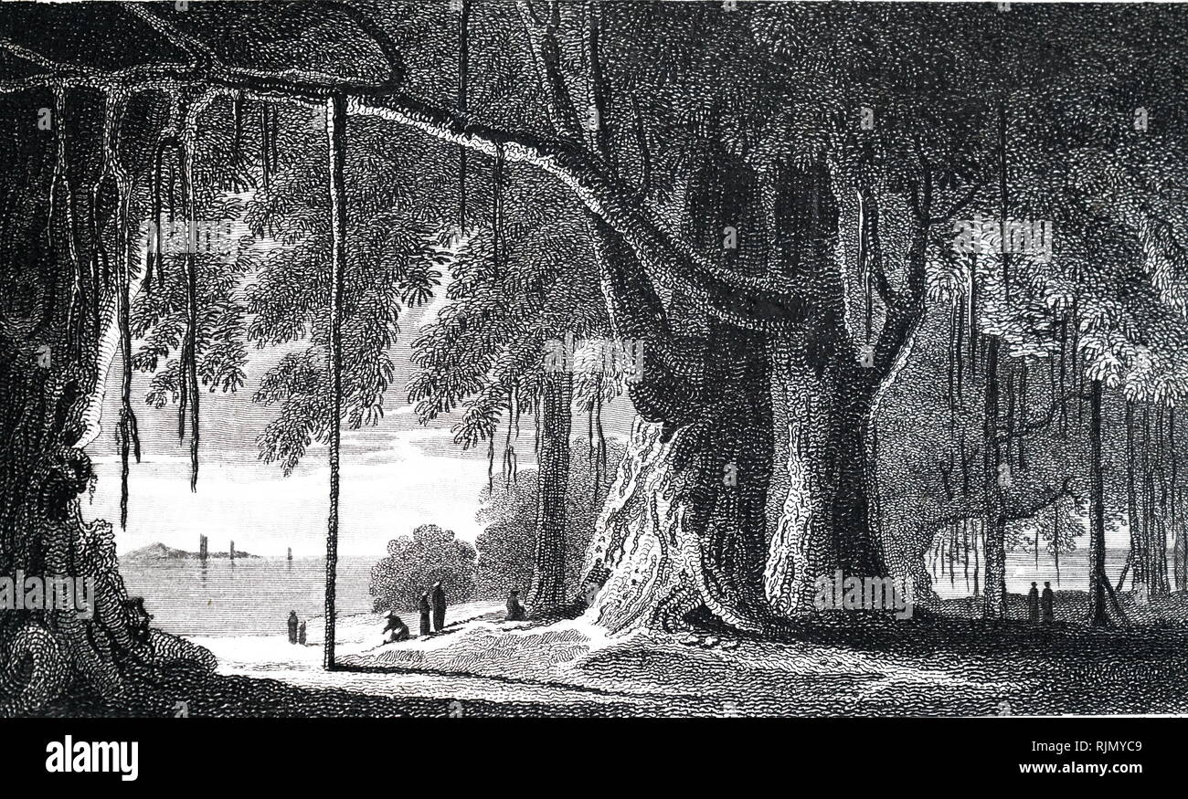 Willow tree illustration hi-res stock photography and images - Alamy